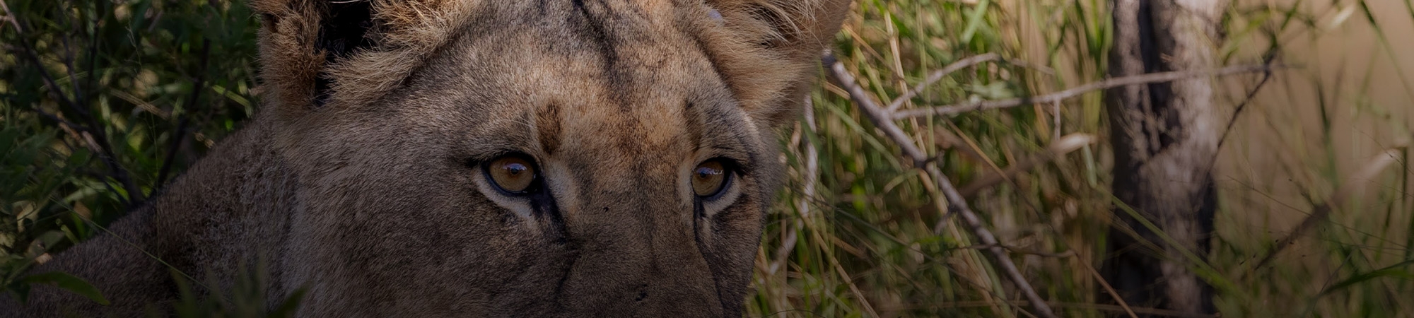 Aspire Travel Club - Destinations - Close encounters and heartwarming ...