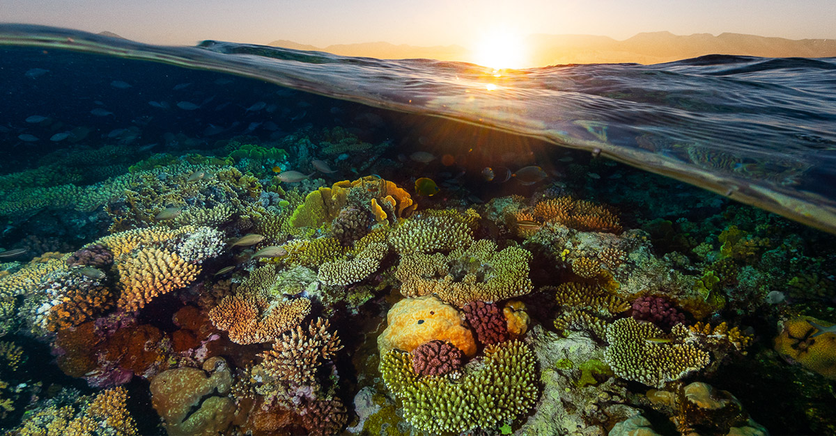 Special Report: Ambitious Red Sea destination to welcome first guests ...