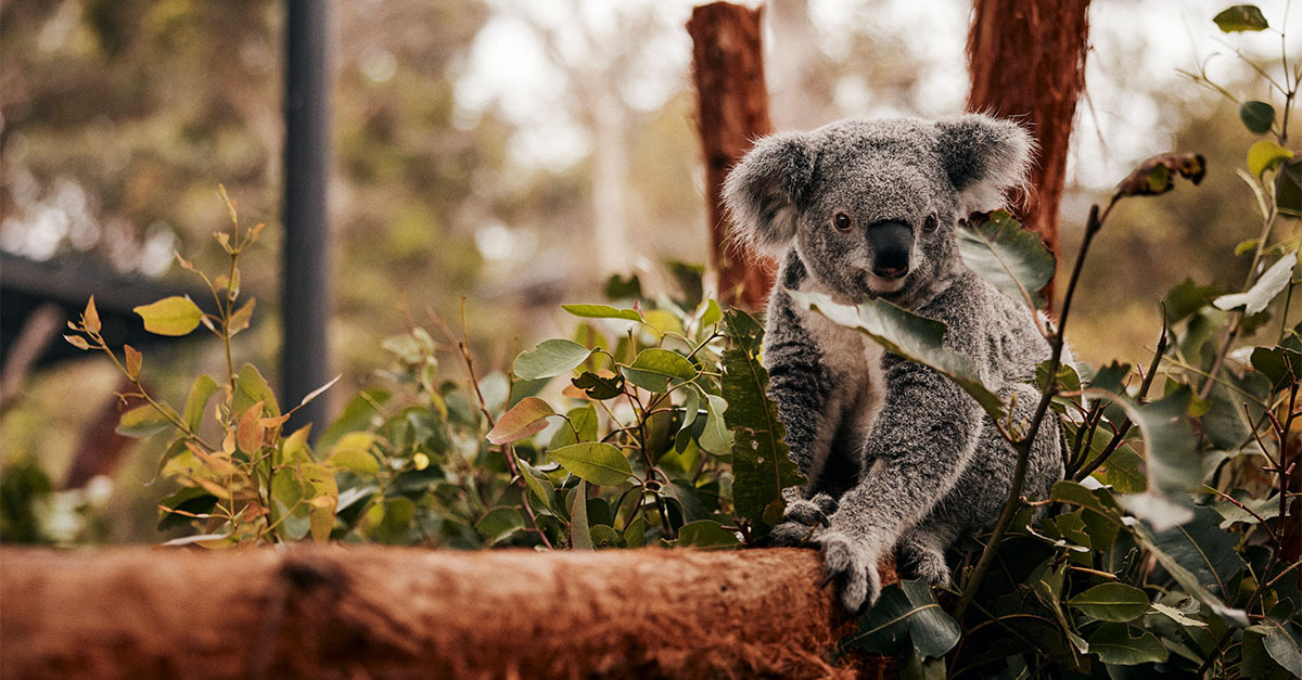 Taronga Zoo Credit Jeremy ShawDestination NSW - Media - Travel Weekly