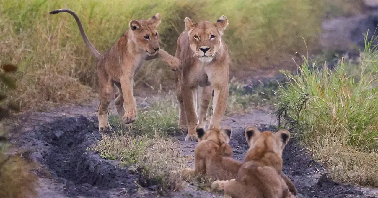 Discover a new safari destination in Botswana
