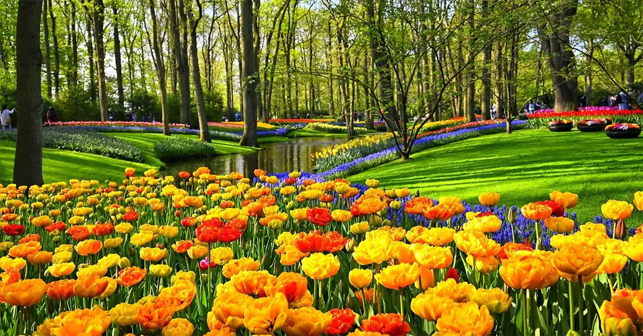 Tulips and Taittinger on a Rhine river cruise