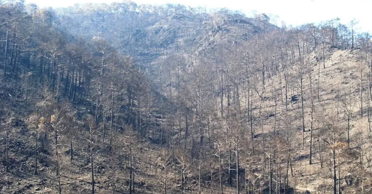 Updated: Wildfires trigger Cyprus travel advisory but no impact on ...