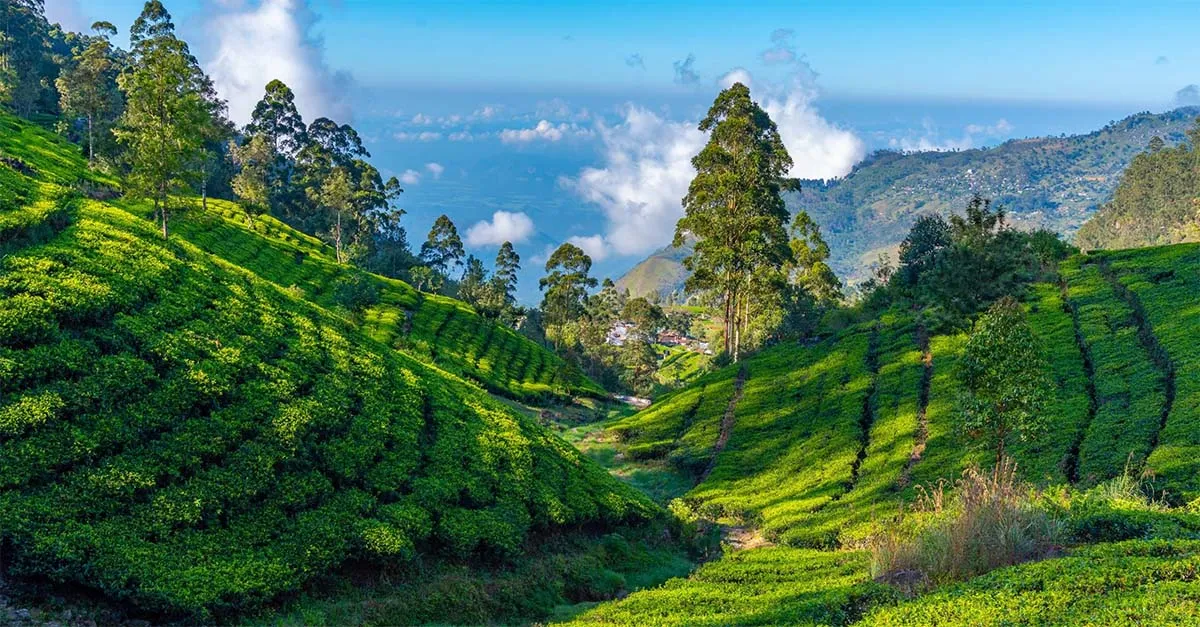 Architecture and animals in Sri Lanka's sustainable heartlands ...