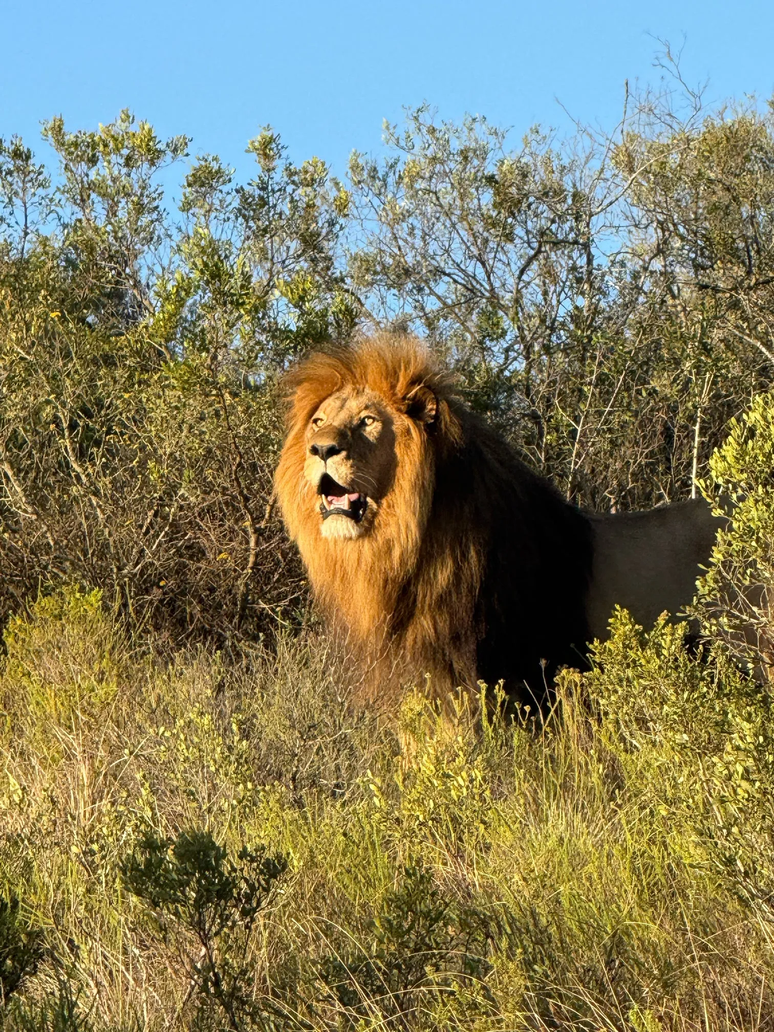 ATAS - Agent Info - Real Content - Contiki - Addo Safari and Coastal ...