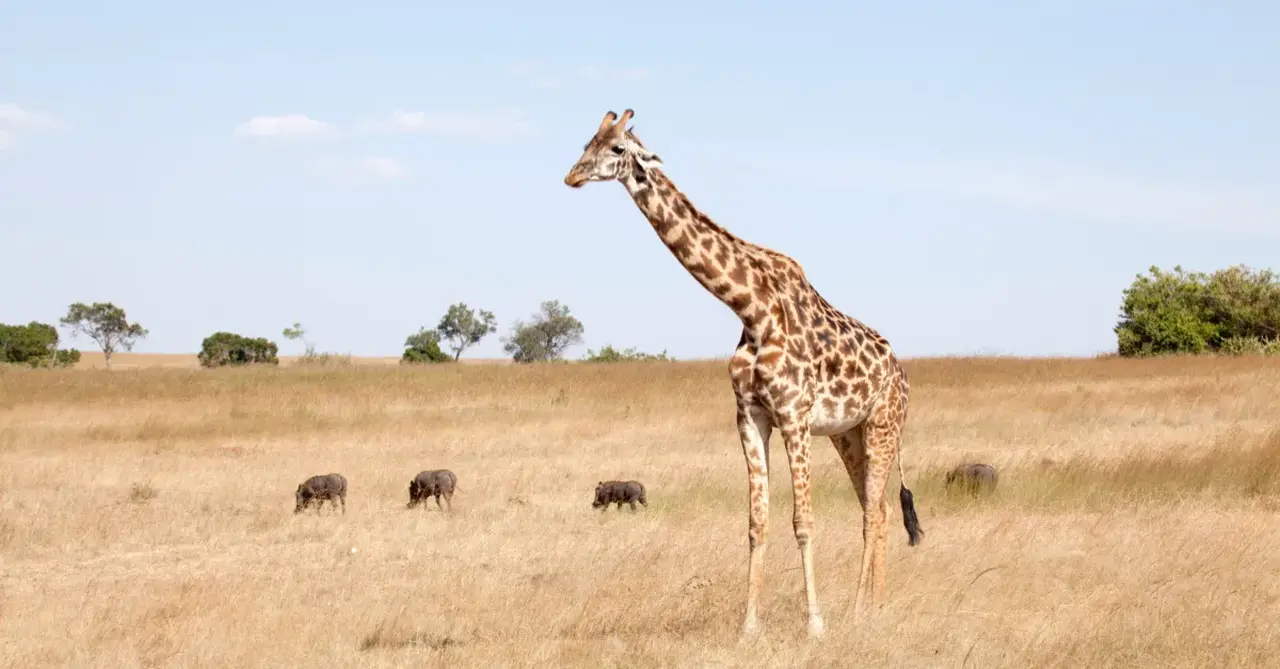 Kuoni ramps up agent training in wake of surging Africa sales - News